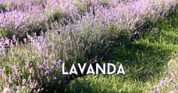 Lavanda